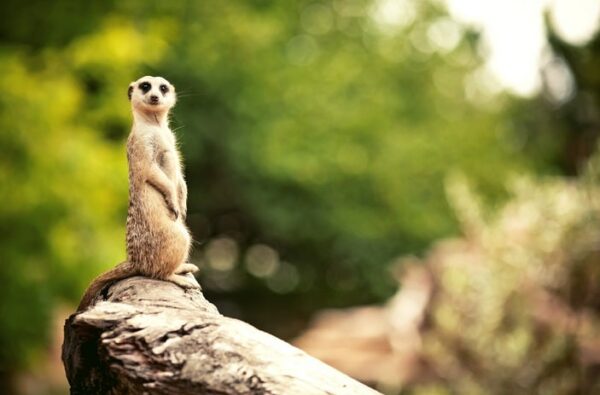 5 Unique Things from the Australia Zoo Virtual Tour - www.kayanatour.com